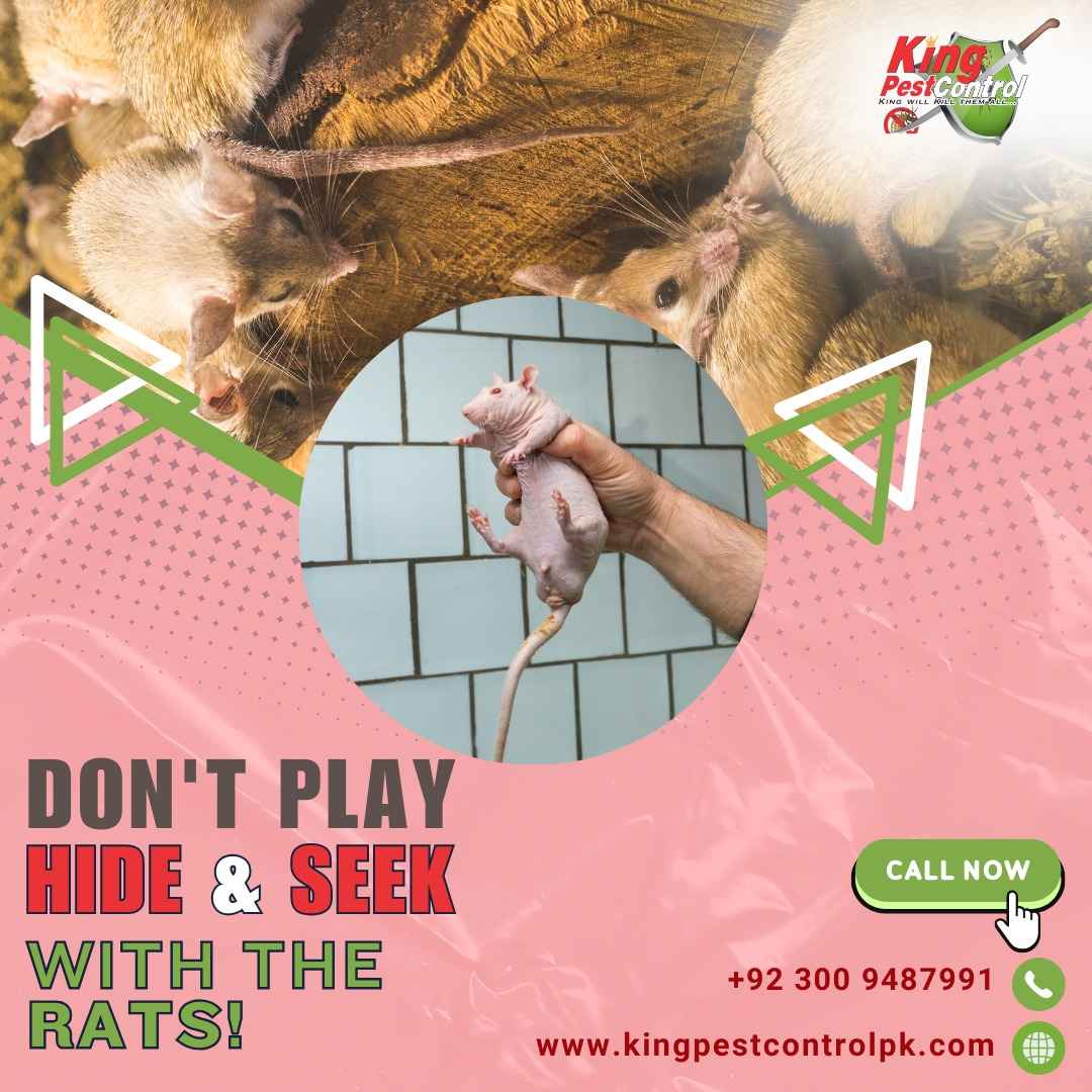 Rat Killer Spray | Mouse, Rodents, Mice Control Services in Lahore