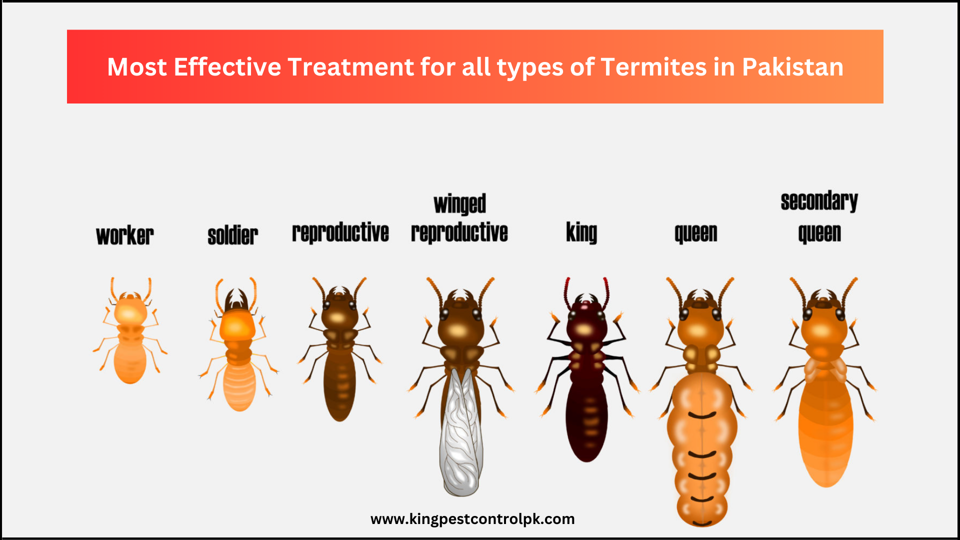 What are the Most Powerful Termite Control Strategies - King Pest Control