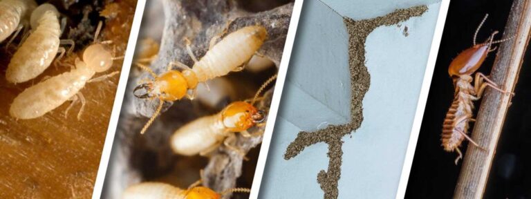 Top 10 Termite Control Companies in Lahore | Affordabl Pest Control ...
